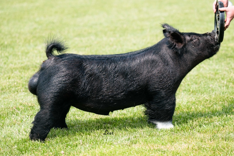 Boars | Purple Power Boar Stud